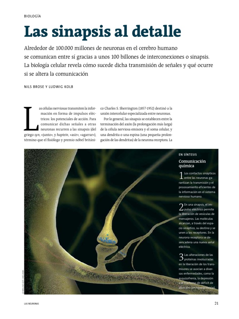 La Sinapsis PDF E.R | Descargar gratis PDF | Sinapsis | Neurona