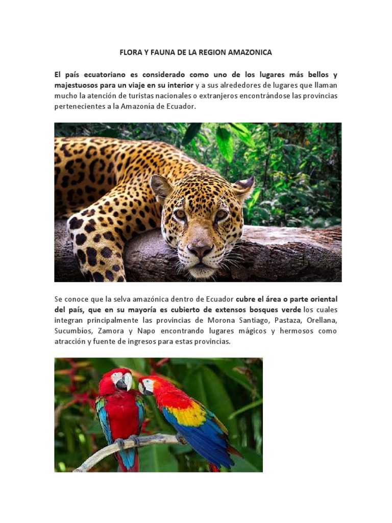 Flora y Fauna de La Region Amazonica | PDF | Ecuador | Selva amazónica