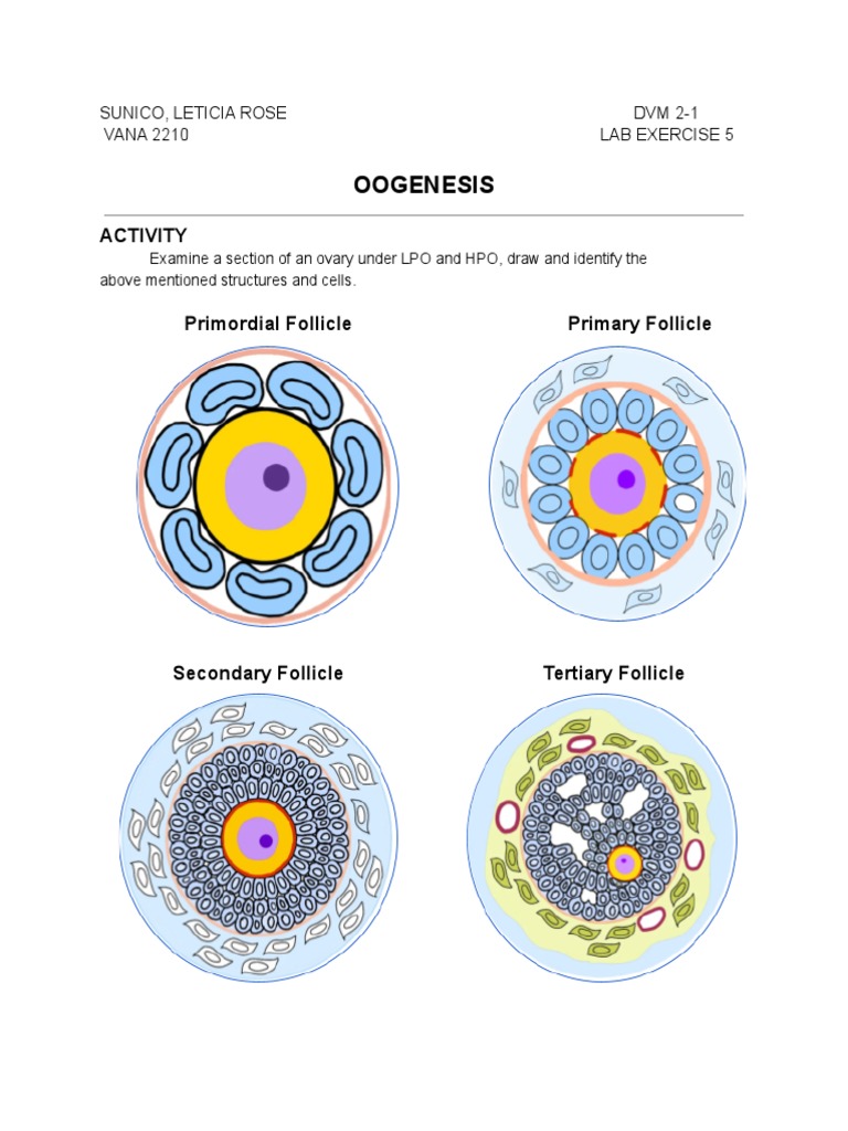 Oogenesis Stages and Ovary Shapes in Different Species | PDF