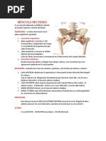 Anatomía de los Músculos Mediales del Muslo | PDF | Extremidades ...