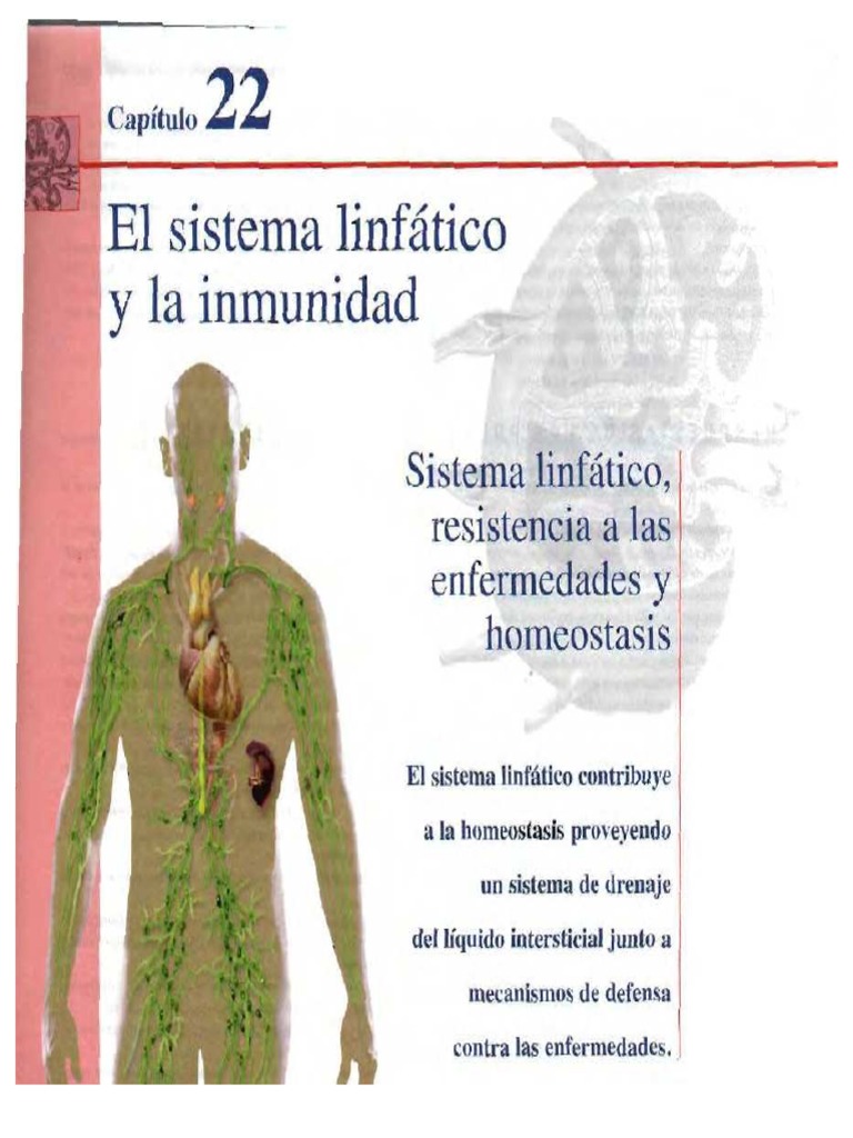 Tortora. Sistema Linfatico PDF | PDF