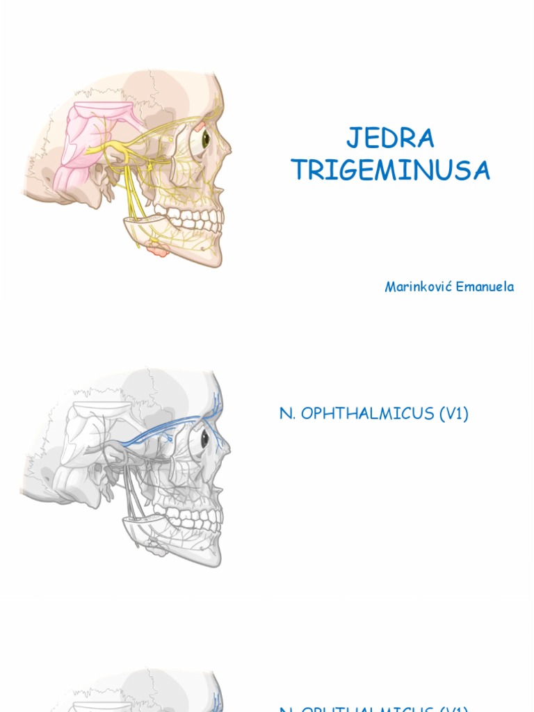 Jedra Trigeminusa | PDF