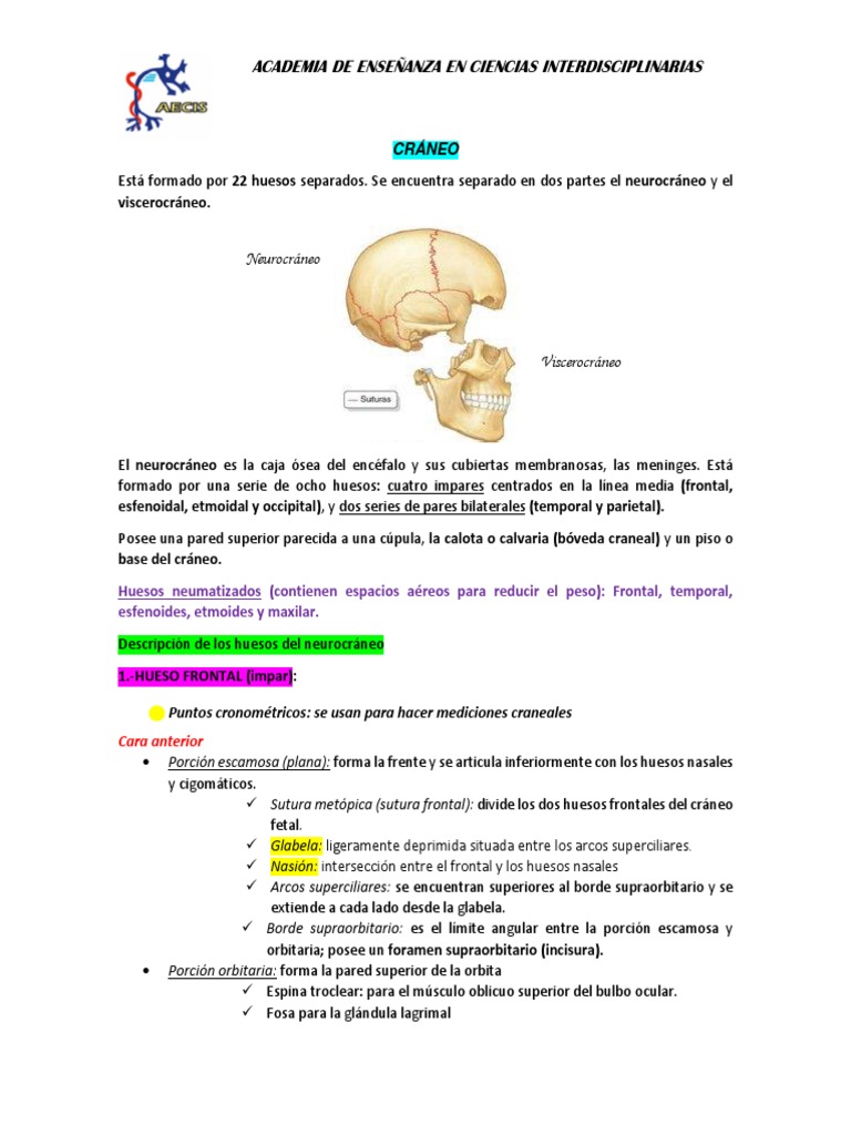 Resumen Cráneo 1 Pdf Cráneo Anatomía