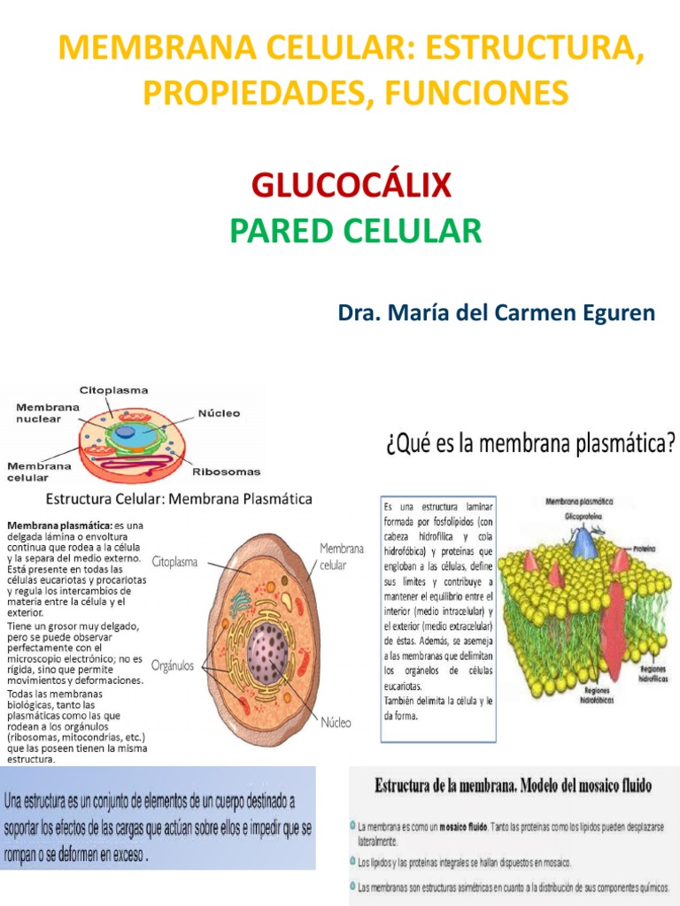 TEMA 03-Membra celular. Glucocálix. Pared celular | PDF