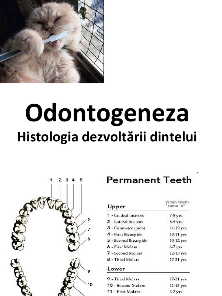 Dezvoltarea Dintelui 1 2020-2021 | PDF