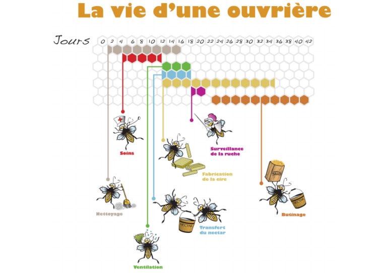 Cycles de vie d'une Abeilles ouvrière | PDF