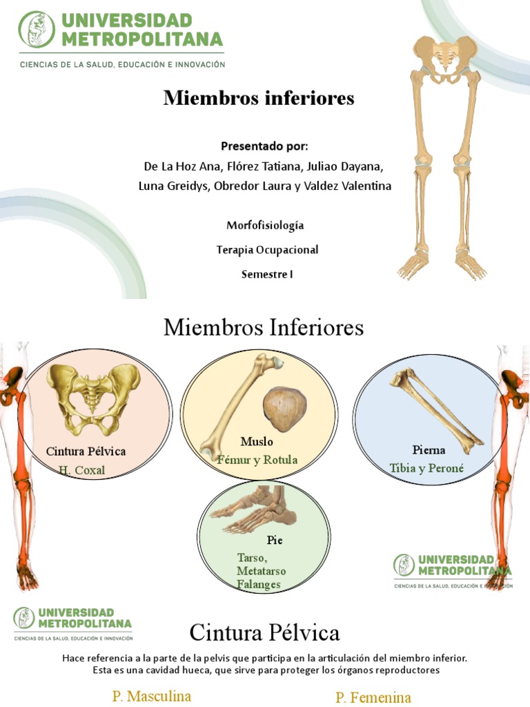 Miembros Inferiores | PDF | Pelvis | Rodilla