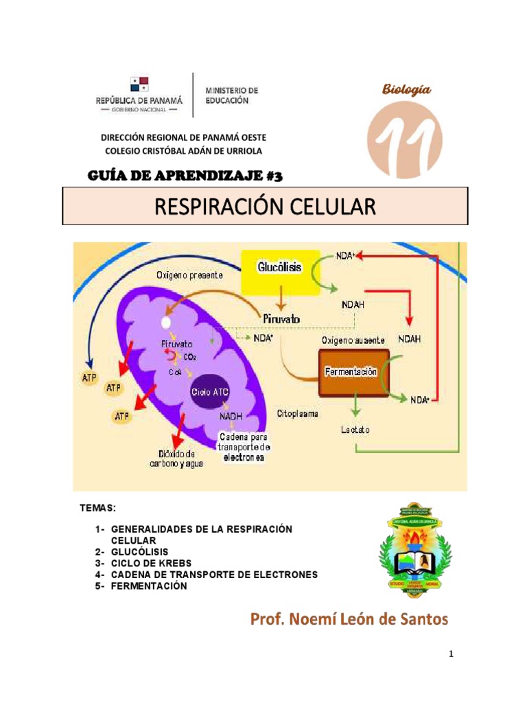 GA3 - Respiración Celular | Descargar gratis PDF | Respiración celular | Dieta y nutrición