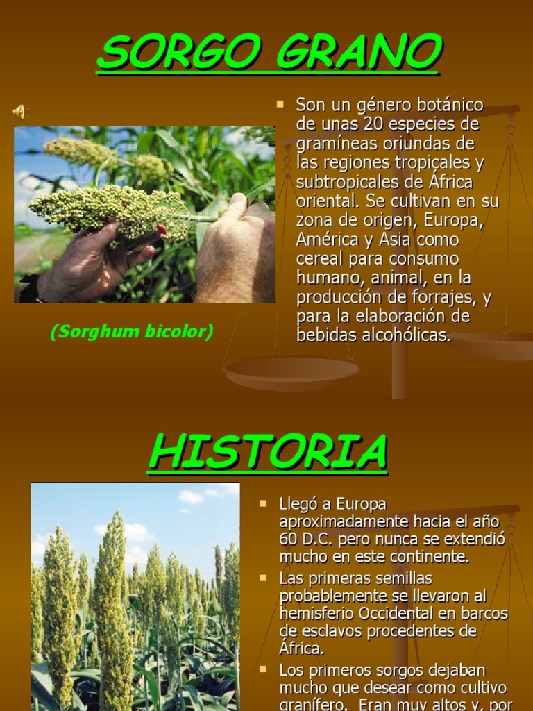 Cultivo Sorgo | PDF | Cereales | Agricultura