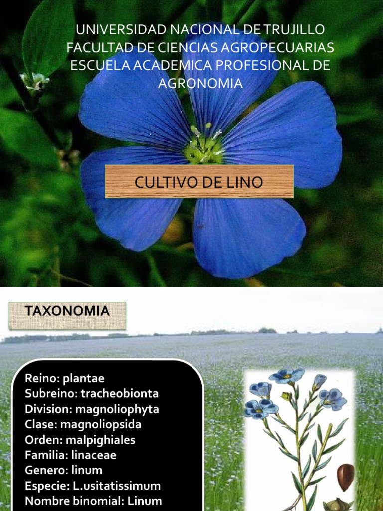 Cultivo y Producción de Lino | PDF | Linaza | Siembra