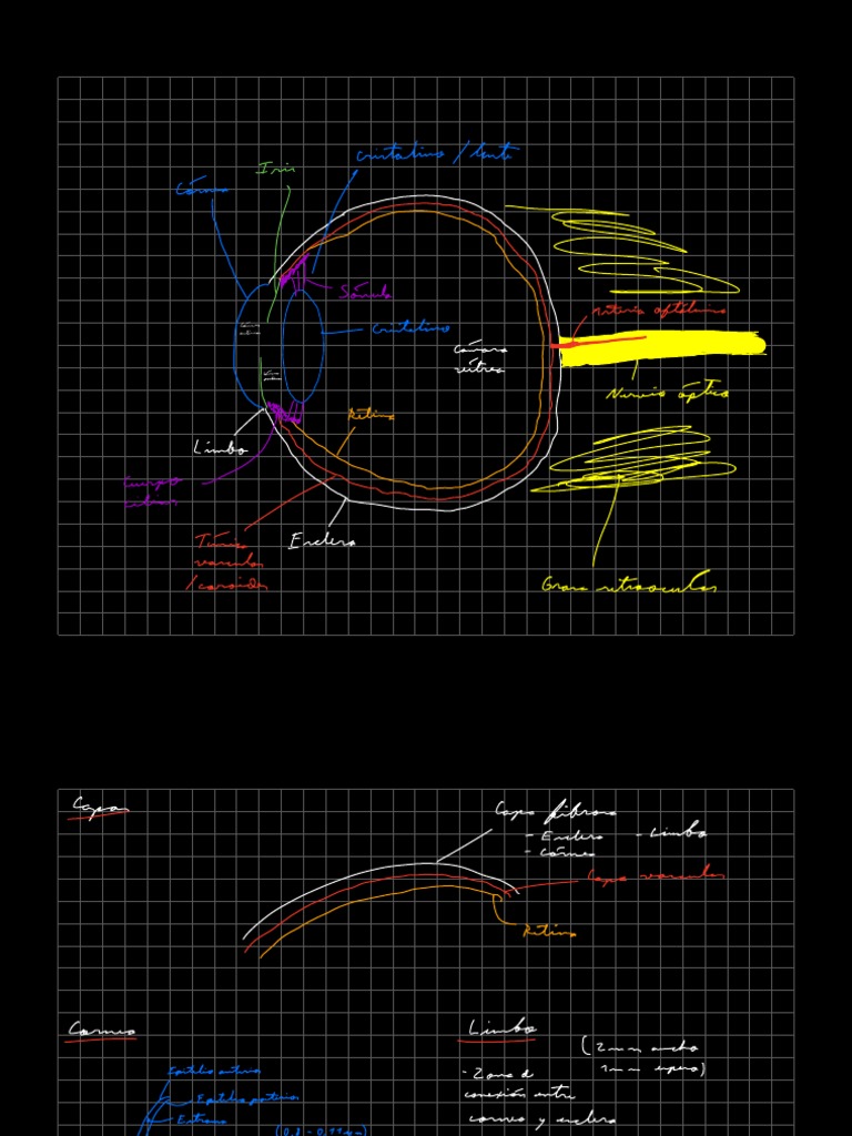 Anatomía Del Ojo | PDF