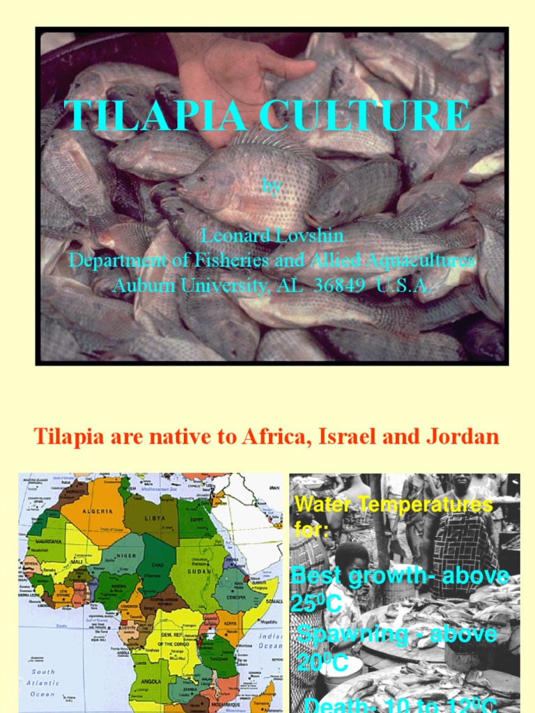 Tilapia | PDF | Spawn (Biology) Tilapia | PDF | Spawn (Biology)