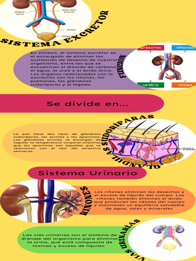 Sistema Excretor | PDF