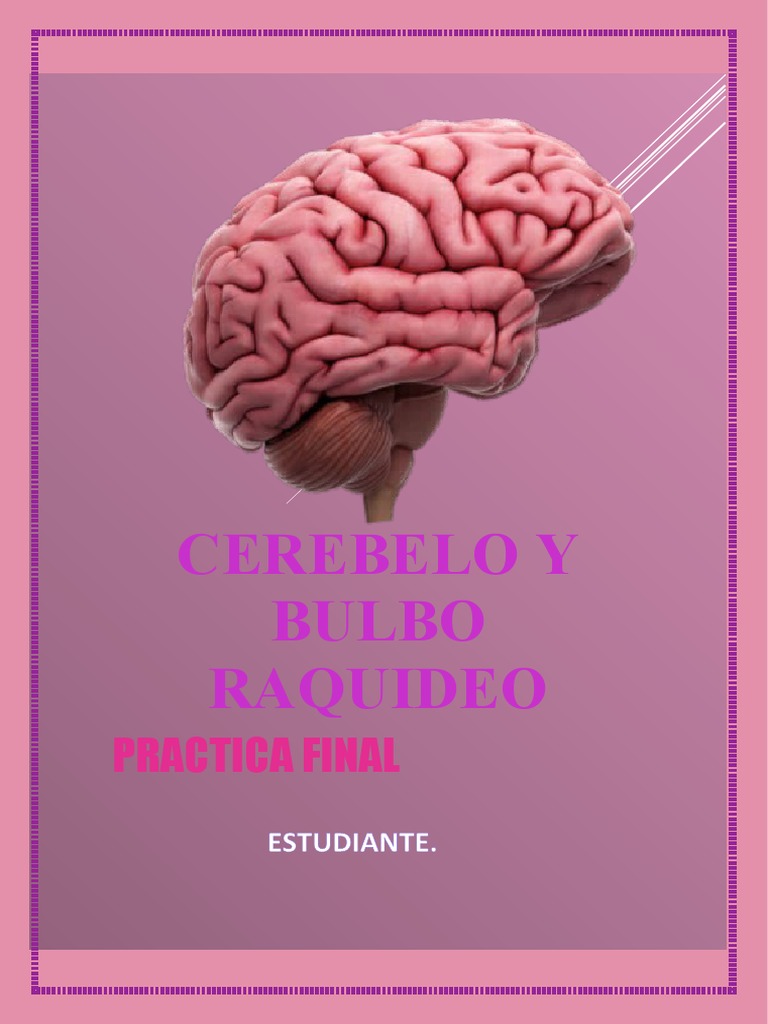 Anatomía del Cerebelo y Bulbo Raquídeo | PDF | Cerebelo | Cerebro