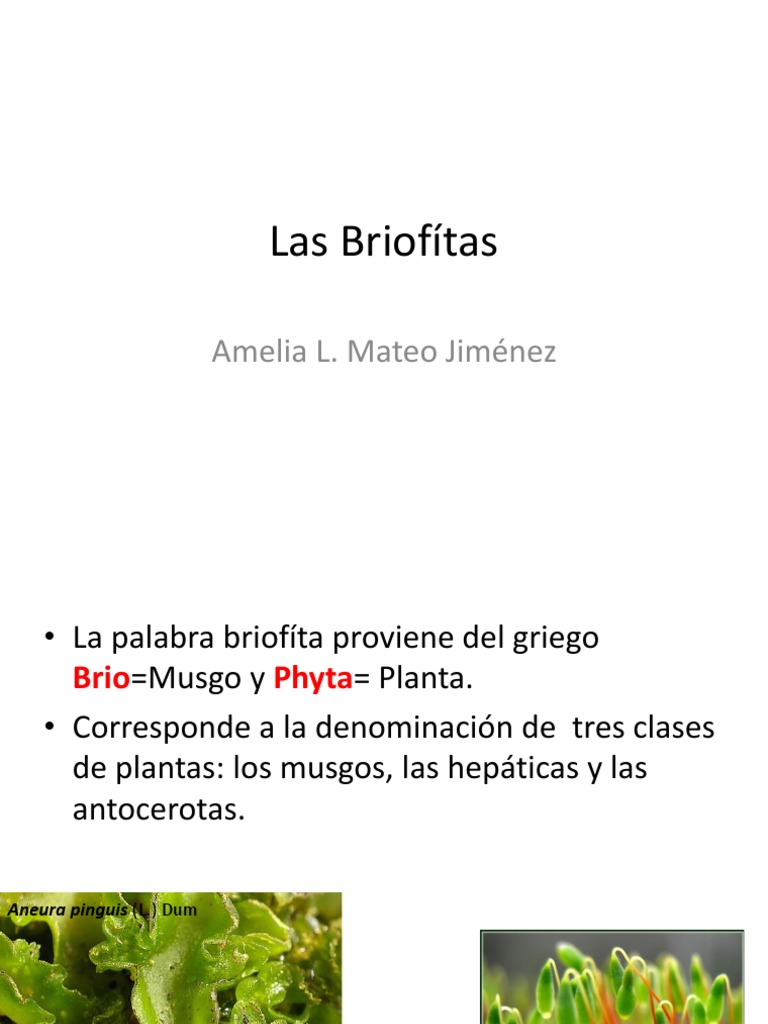 Características y tipos de briofitas | PDF | Plantas | Espora