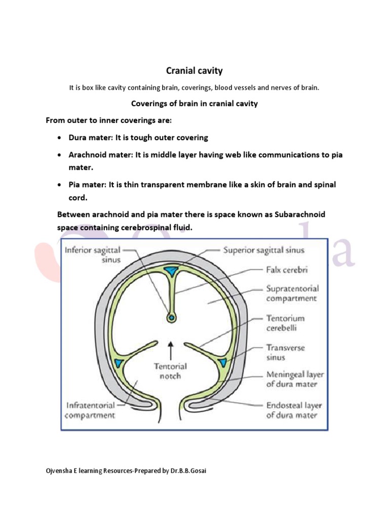 10a Folds of Dura Matter-Dr-Gosai | PDF | Human Anatomy | Human Head ...