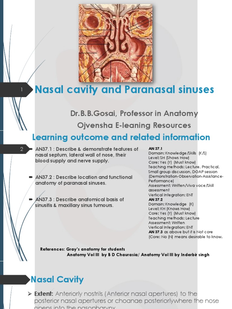 11 Nasal Cavity and Paranasal Sinuses-Dr.gosai | PDF | Human Nose ...