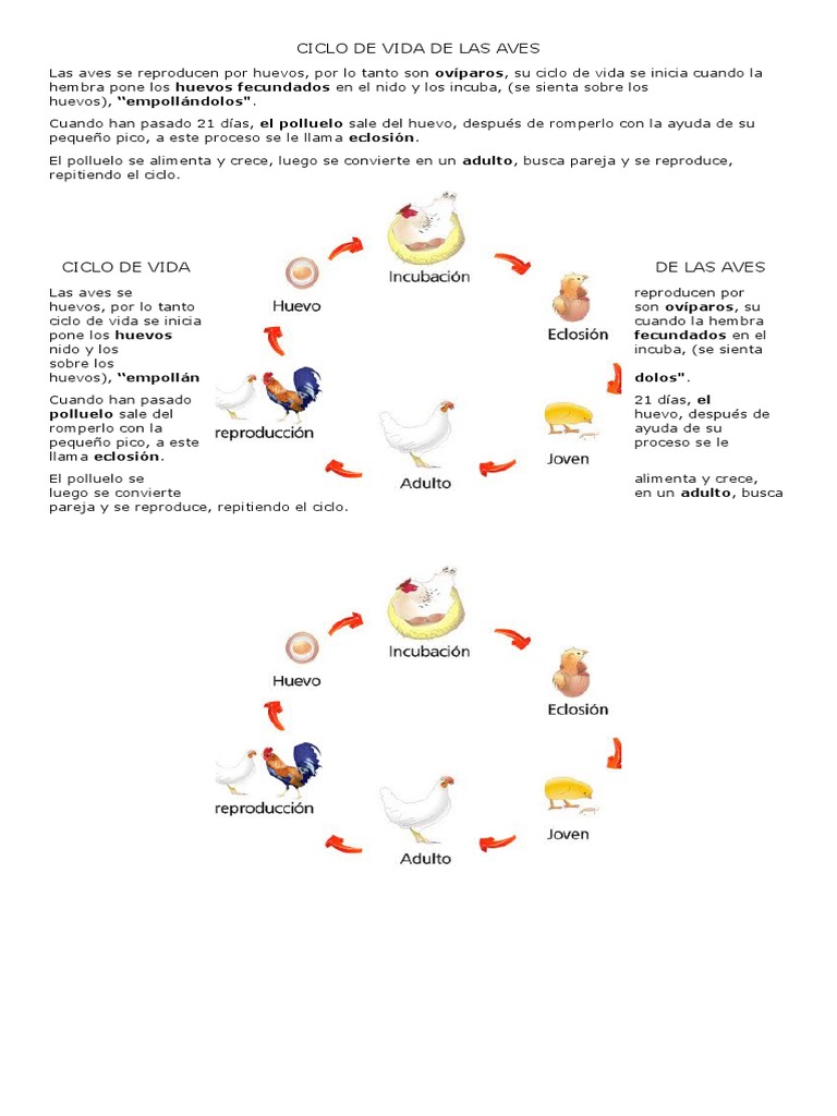 Ciclo de Vida de Las Aves | PDF