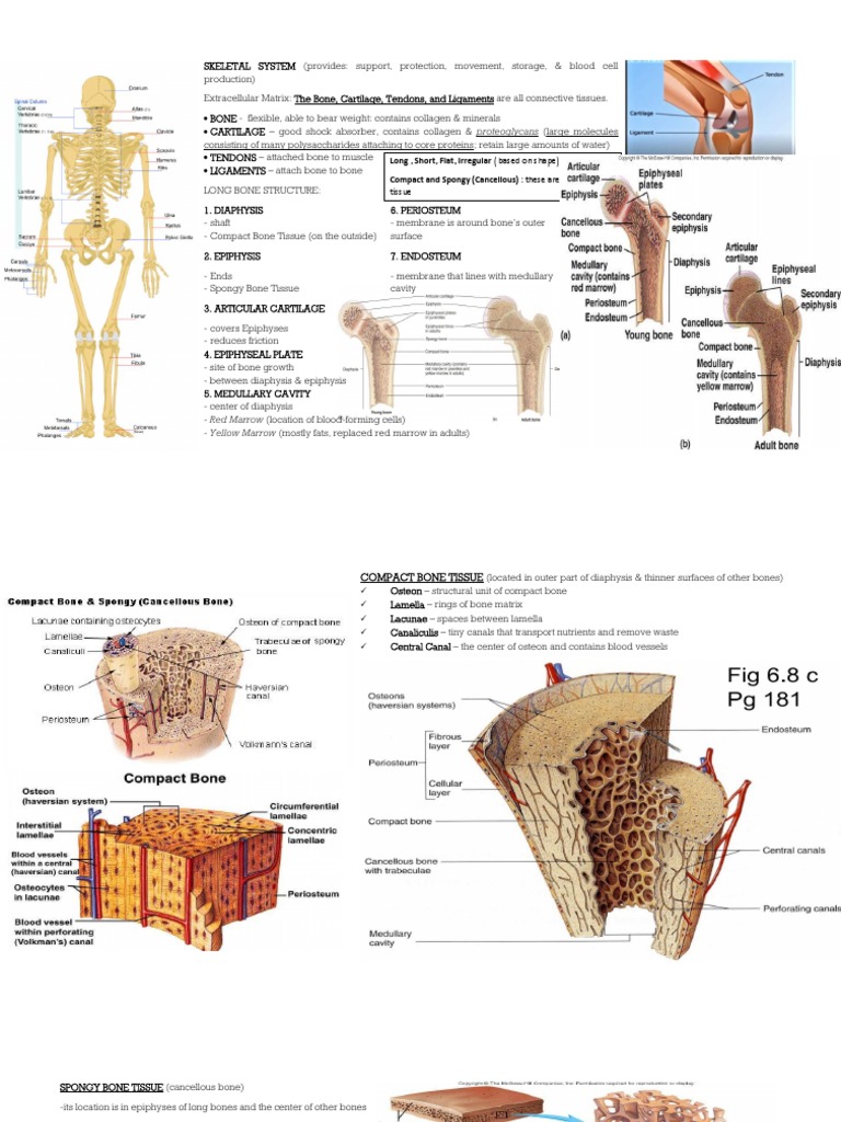 Skeletal System Lesson 5 | PDF | Bone | Osteoblast