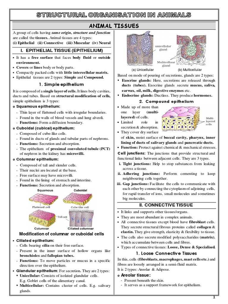 7 Structural Organisation in Animals - Notes - Sample | PDF ...