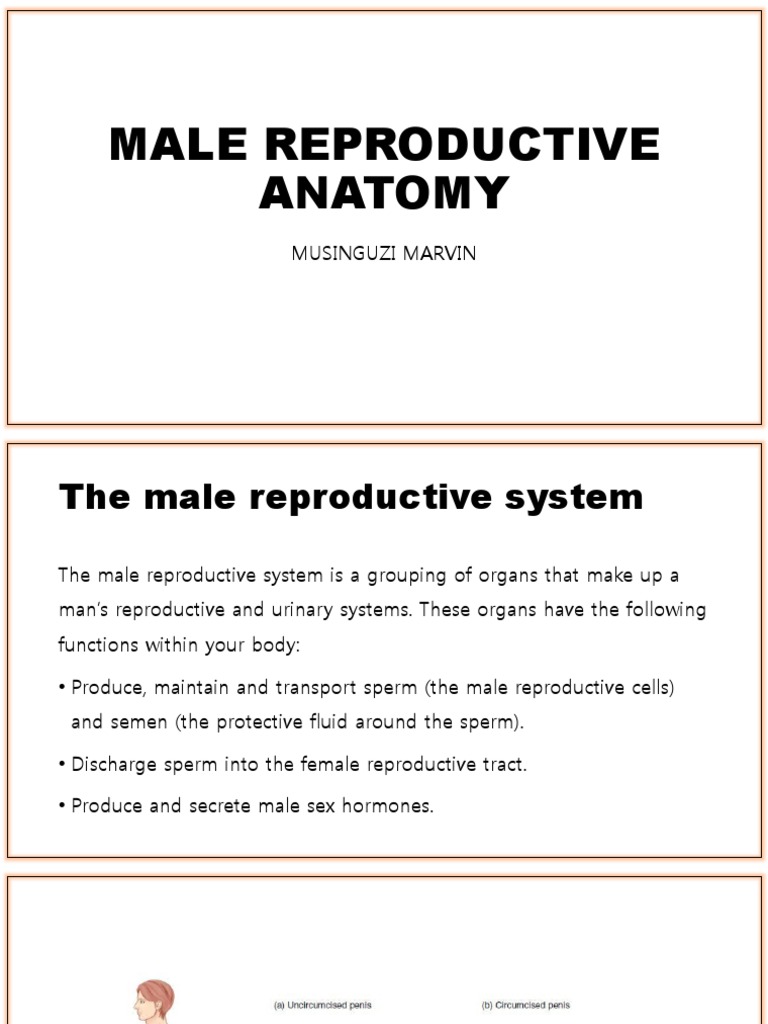 Male Reproductive System Overview | PDF | Testicle | Human Body