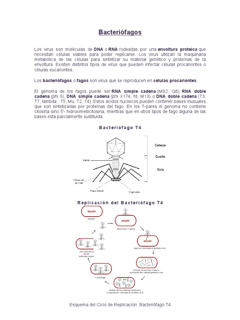 Ciclo y Transducción de Bacteriófagos | PDF | Bacteriófago | Adn