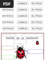 Anexos y Fichas Plan Insectos | PDF | Insectos