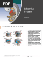 Digestive System Embryology | PDF | Gastrointestinal Tract | Pancreas