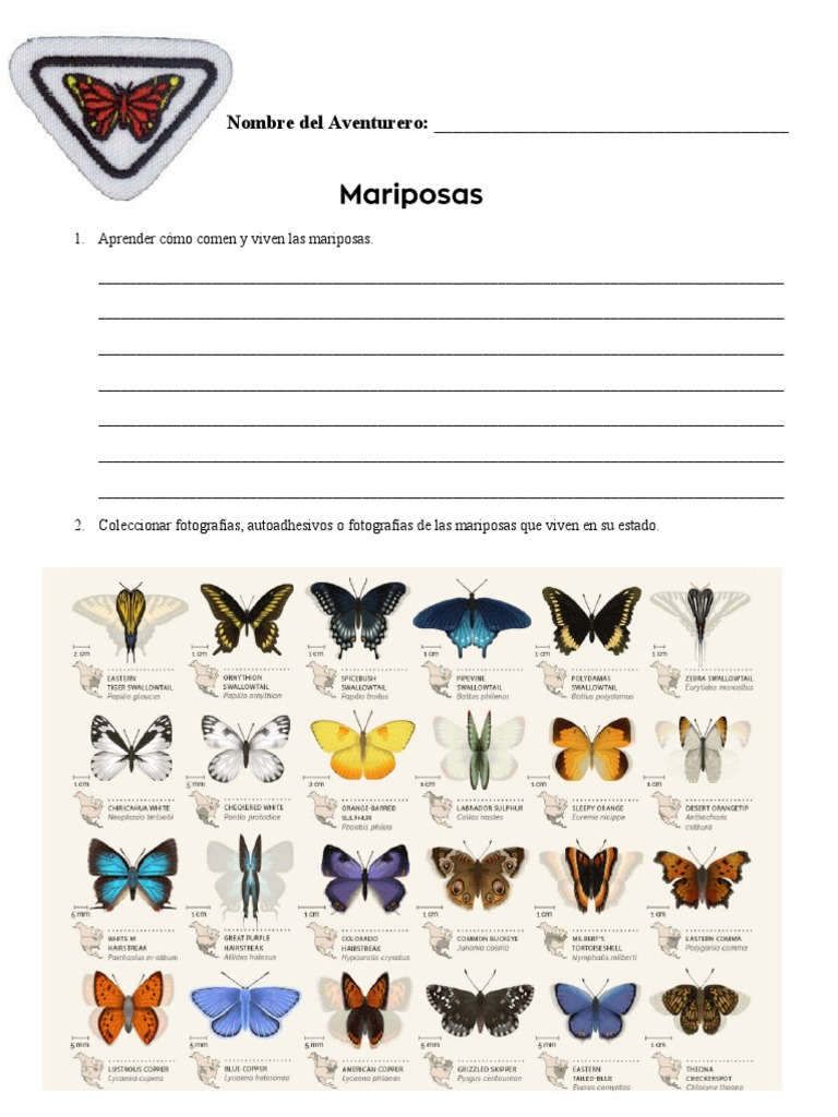 Explorando el fascinante mundo de las mariposas | PDF