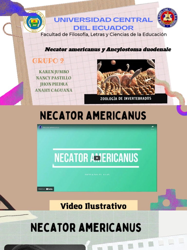 Necator Americanus y Ancyolostoma Duodenale | PDF | Especialidades Medicas | Medicina CLINICA