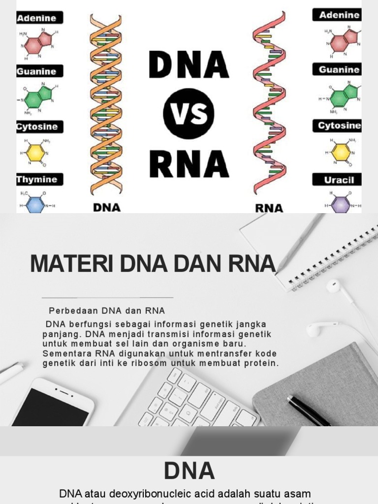 Perbedaan DNA dan RNA serta Fungsinya | PDF | Kajian Bahasa Asing