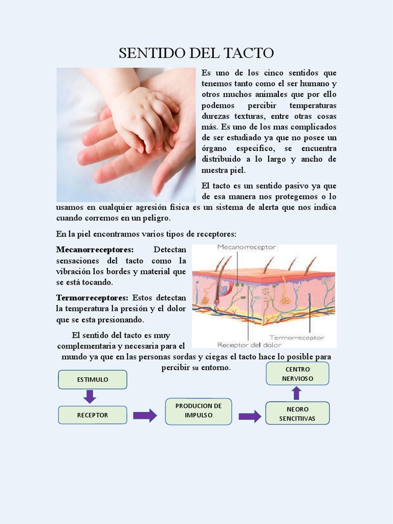 SENTIDO DEL TACTO - Biologia | PDF