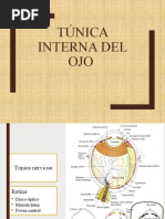 Capas de La Retina | PDF | Retina | Percepción visual