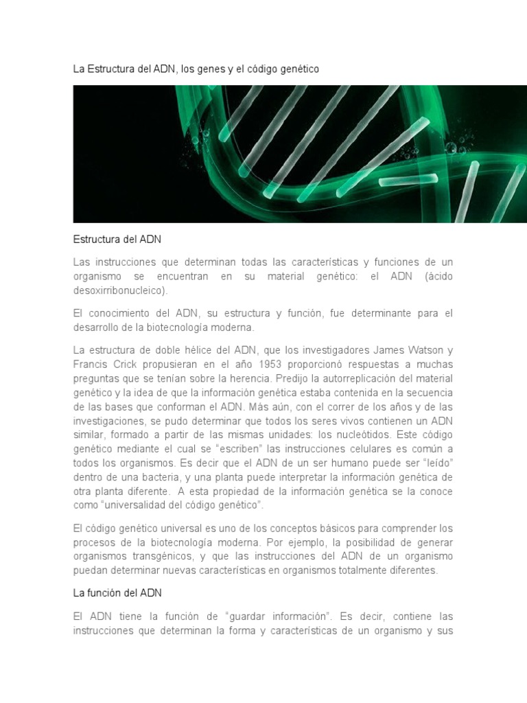 La Estructura Del ADN | Descargar gratis PDF | Adn | Biología Celular)