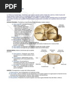 Anatomía de la Pierna: Huesos y Músculos | PDF | Extremidades (anatomía ...