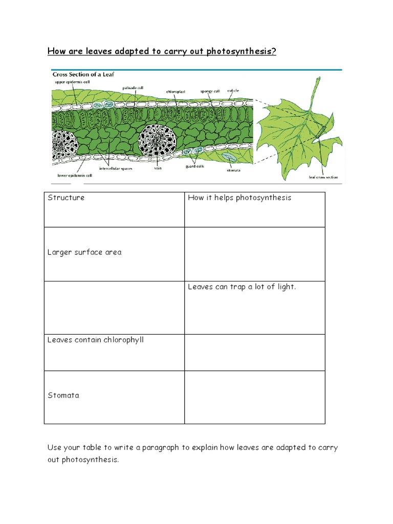 Leaf Adaptations for Photosynthesis | PDF | Home & Garden | Science ...