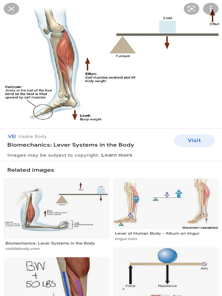 Second Class Lever Examples in The Body - Google Search | PDF