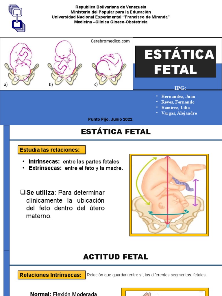Estatica Fetal | PDF | Anatomía | Anatomía humana