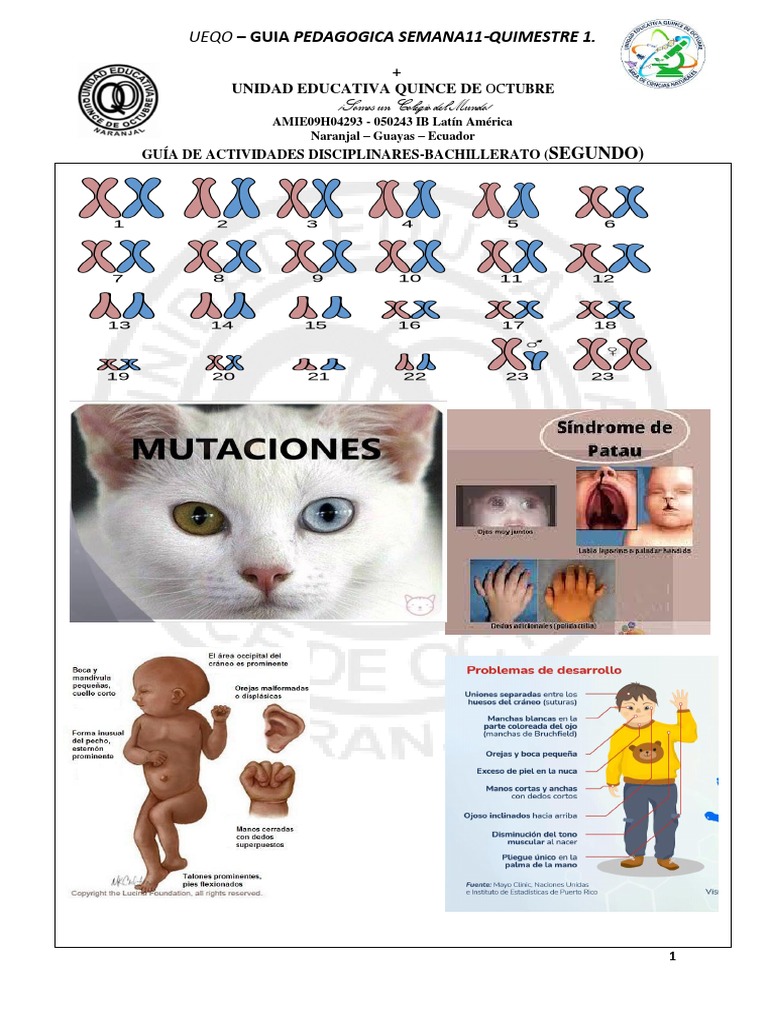 Mutaciones Uwu | PDF | Ciencia y matemáticas