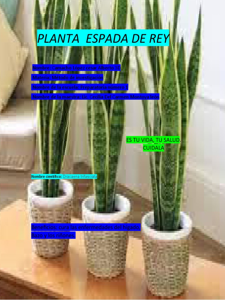 PLANTA ESPADA de REY, Metodo de Investigacion 2 | PDF | Las bacterias ...