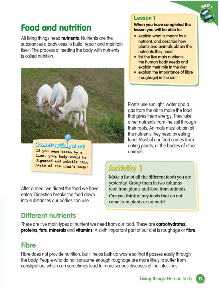 Nutrients and Food Groups for Kids | PDF | Foods | Digestion