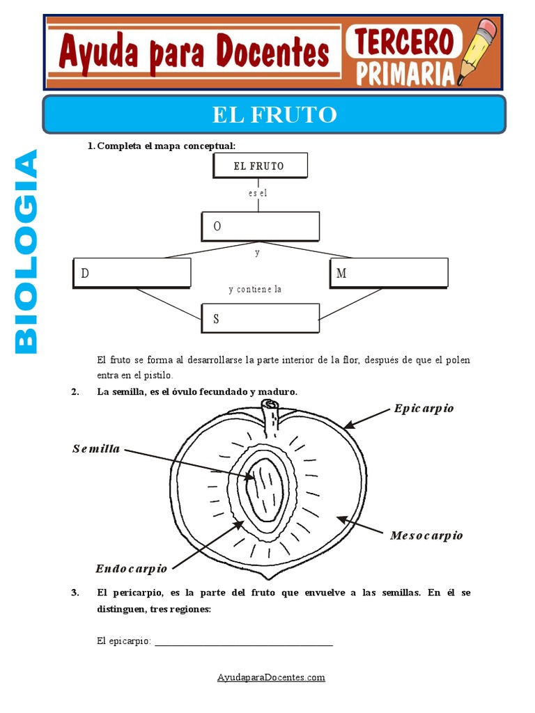 Partes del Fruto y Actividades para Niños | PDF | Fruta | Cocina vegana