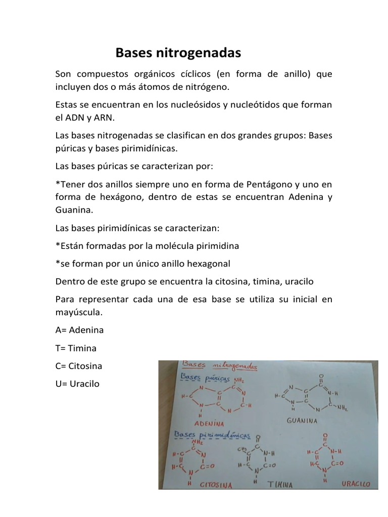 Bases Nitrogenadas en ADN y ARN | PDF