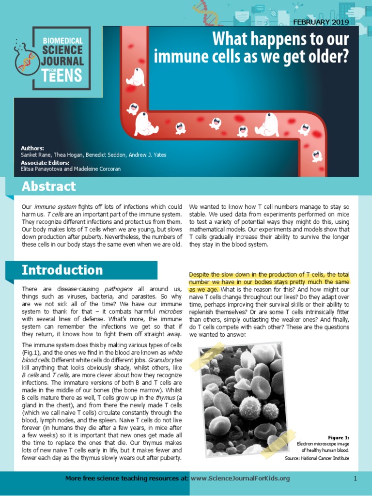 Biology Quarter 1 Unit 2 Day 6 Immune System Article | PDF | T Cell ...