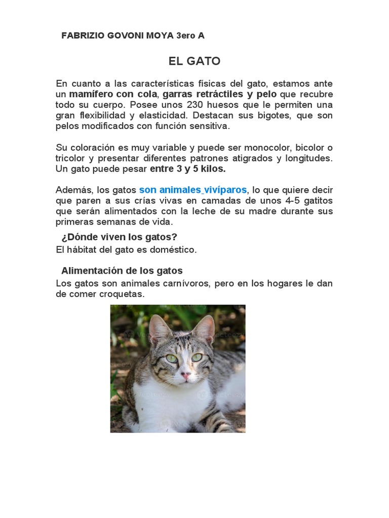 El Gato | PDF