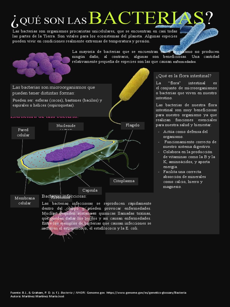 Infografia Bacterias | PDF | Las bacterias | Infección