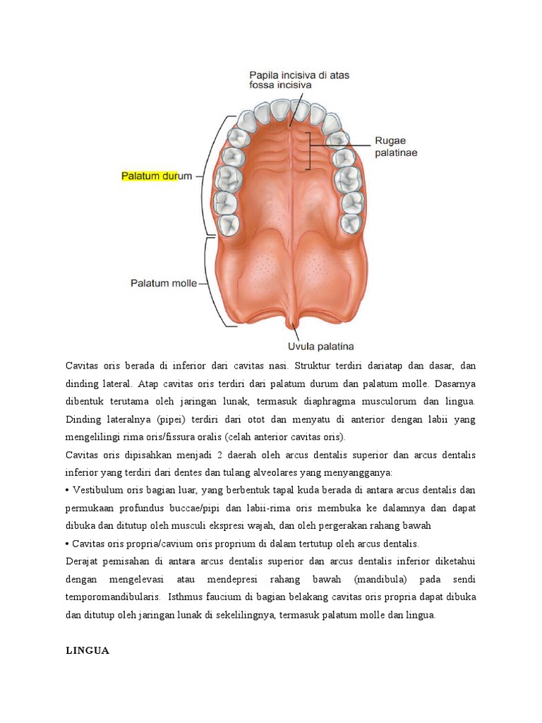 Anatomi Cavitas Oris dan Lingua | PDF