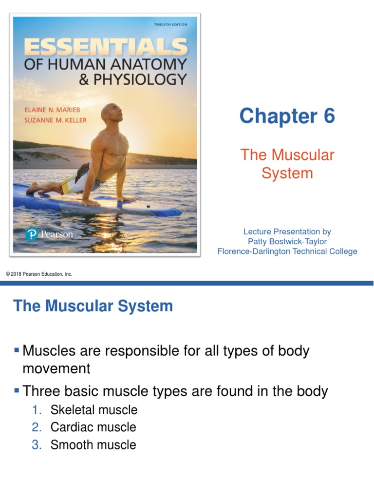 CHAPTER 6 Muscular System | PDF | Motor Neuron | Neuromuscular Junction