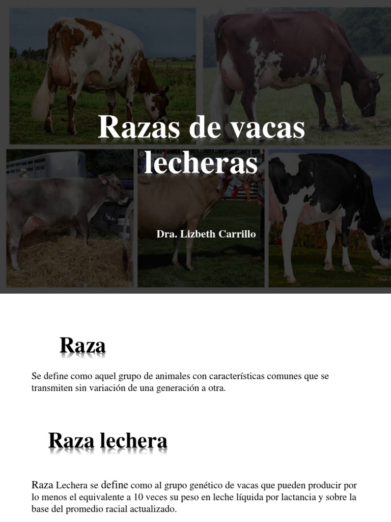 Razas de Vacas Lecheras y Producción | PDF | Vacas | Leche