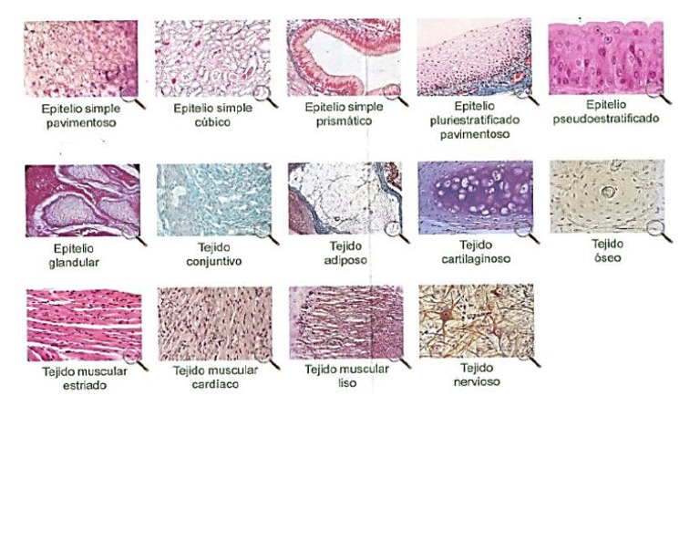Tipos de Tejidos | PDF